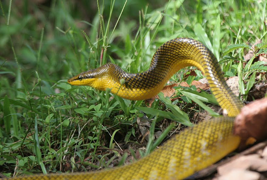 Frogmouth: Yellow Tree Racer Snake.