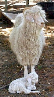 The Rustic Rooster: It's a girl! new baby angora goat