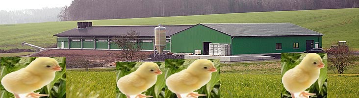 AVICULTURE - ELEVAGE -AVICOLE: AVICULTURE bâtiment avicole