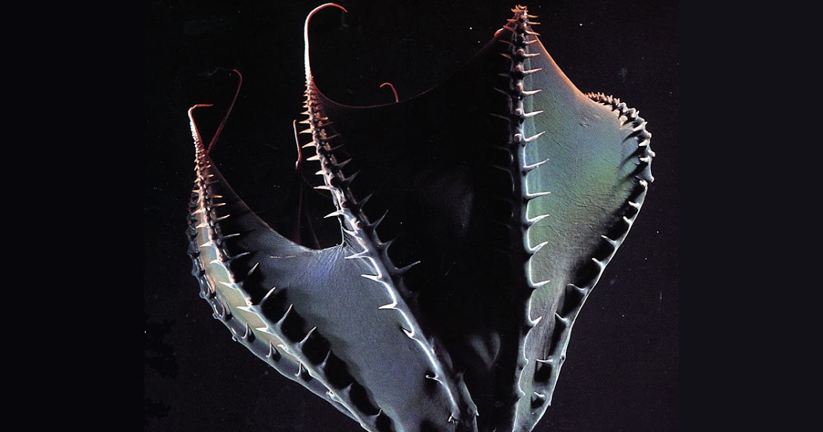 50 Grados: Vampyroteuthis infernalis