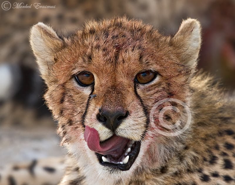 SAFFAscapes: How to Cheetah your way through the Kalahari...
