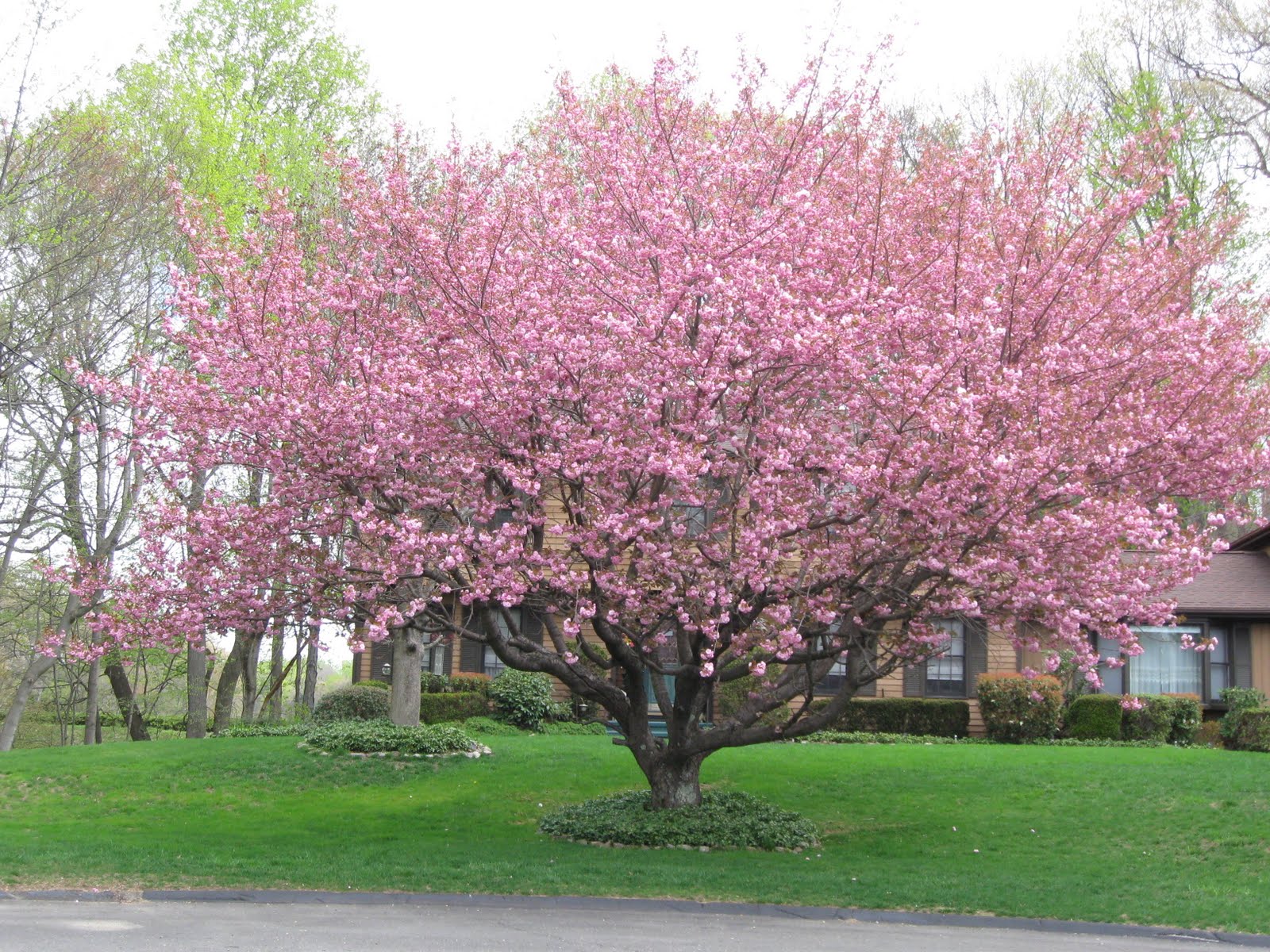 Carol's Southern Spice: Cherry blossoms and Mallards arrive in Connecticut