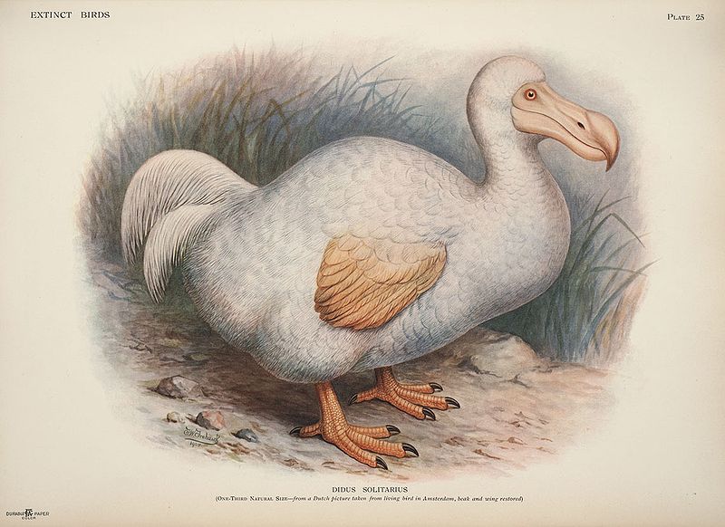 Dodo: un recuerdo necesario | Especies Biológicas