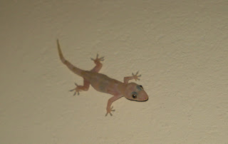 Mineira Pasárgada, Uberlândia do cerrado: Taruira