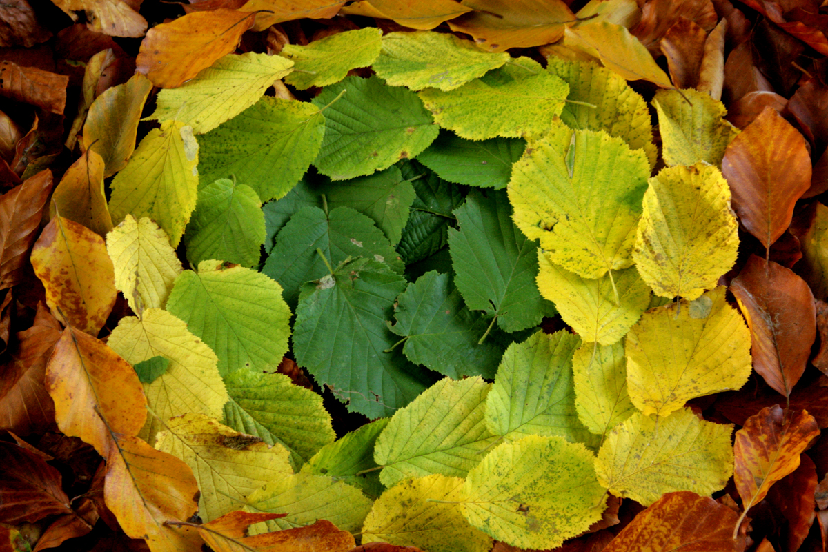 BAJO EL MANTO DE ESTRELLAS: LAND ART (ARTE DE LA TIERRA)