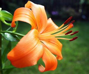 sunflower: Balada crinilor care si-au scris frumos