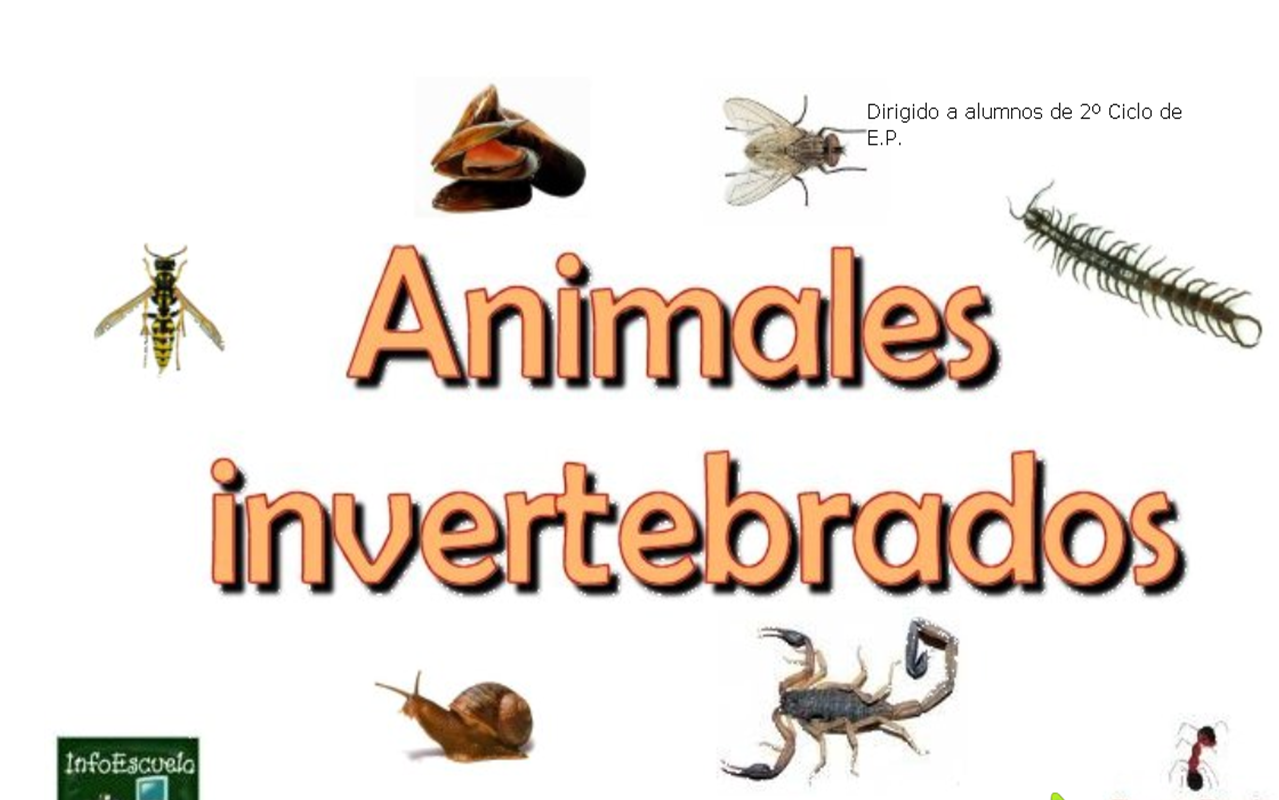animales invertebrados imagenes
