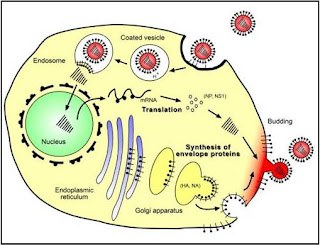 All about Viruses: Virus-host Interactions