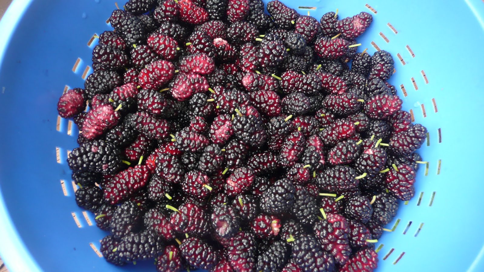 Viva Cindy: Mom's Mulberry Tart Recipe