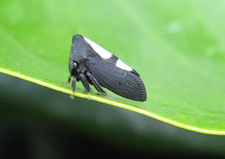 Guayabal de Síquima y su Biodiversidad.: Reino: Animal. Orden: Homópteros.
