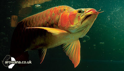 dicky fish