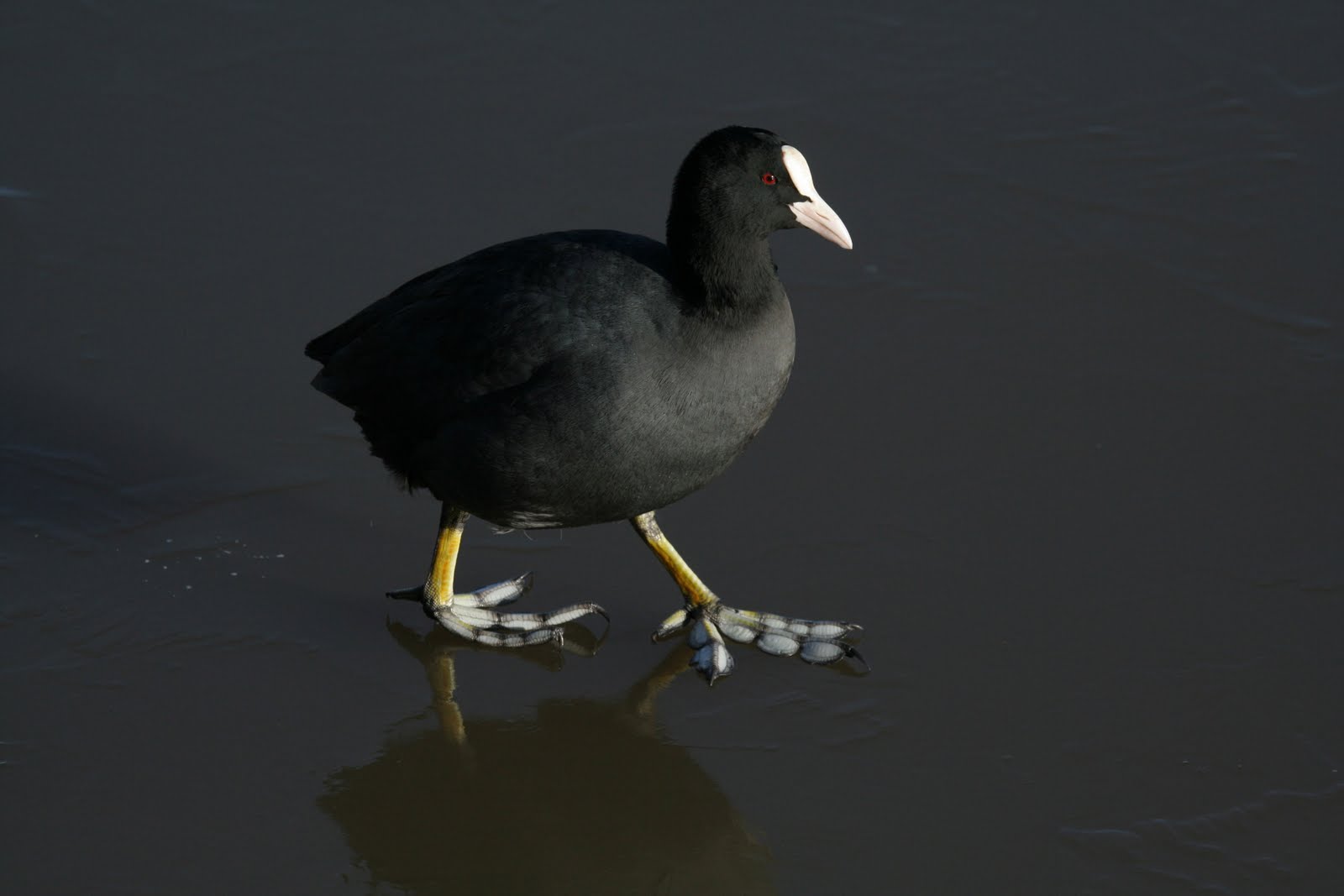 Ken s Photo Blog Coot ken-s-photo-blog-coot