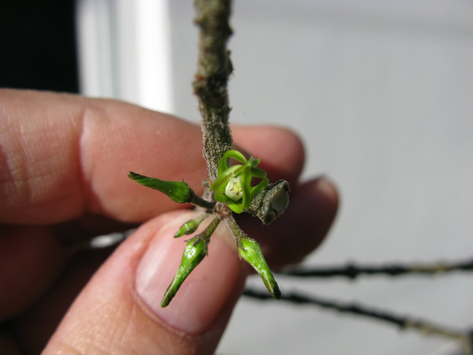 Asclepiadacitisagudisima: cynanchum marnierianum