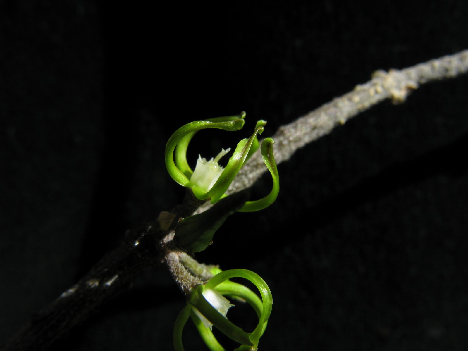 Asclepiadacitisagudisima: cynanchum marnierianum