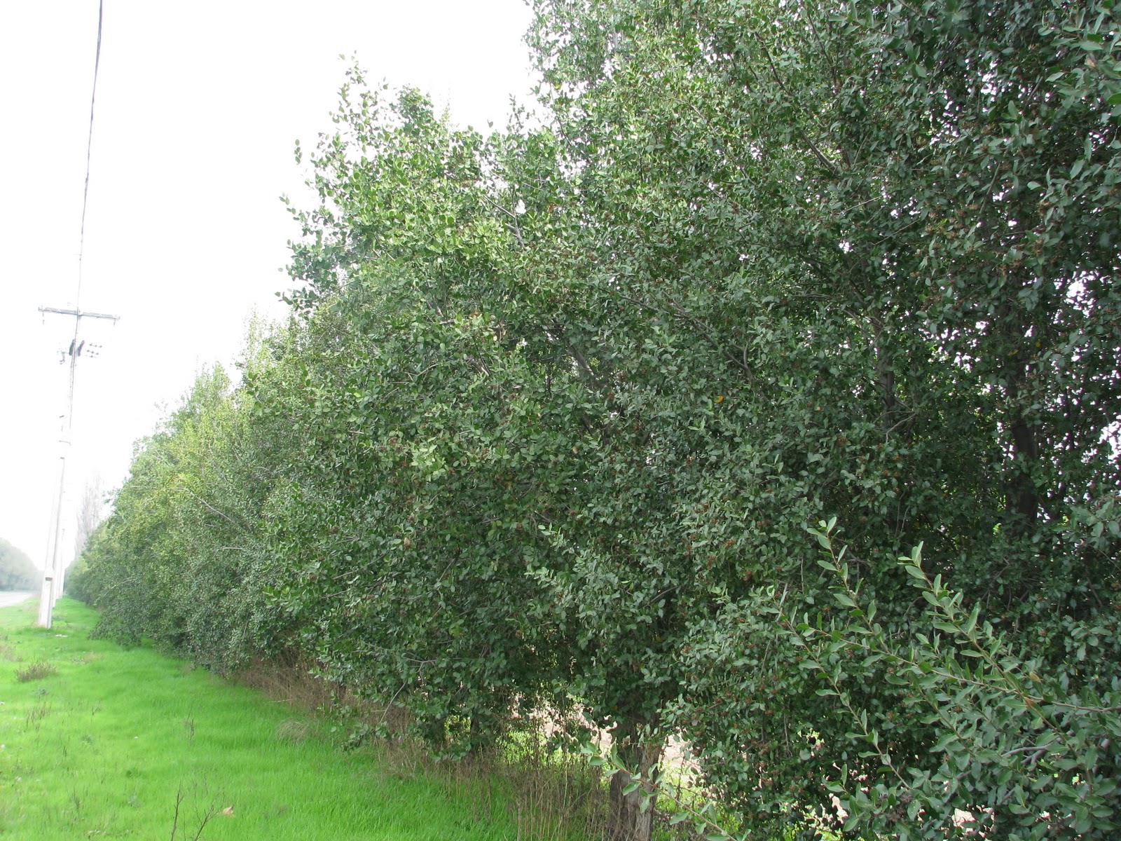 arbolesnativos: Quillay - Quillaja saponaria