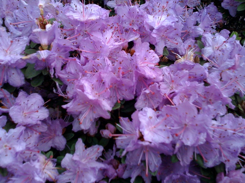 Nature & Knowledge: May 2, 2010 Purple Azalea