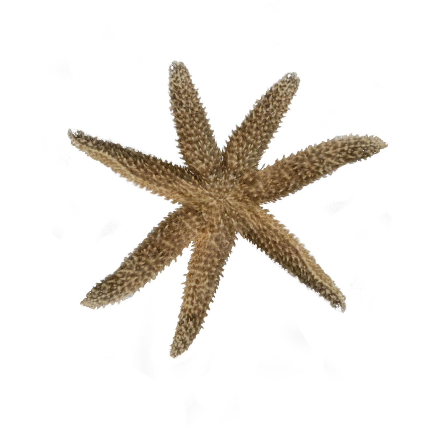 Just Stuff . . . .: It's fun to fool Mother Nature