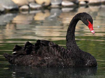 PERDIDO EN EL AMAZONAS: Cygnus atratus (Cisne negro)