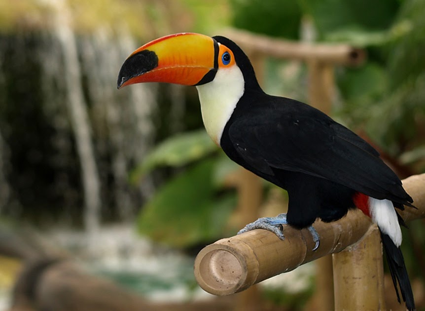 Ramphastos toco (Tucan toco)