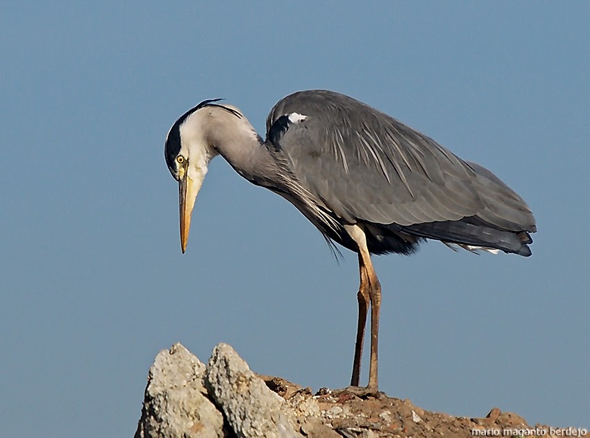 Ardea cinerea (Garza Real)