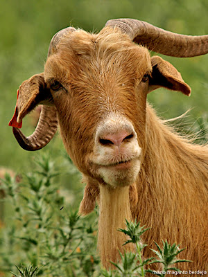 PERDIDO EN EL AMAZONAS: Capra aegagrus hircus (Cabra domestica)