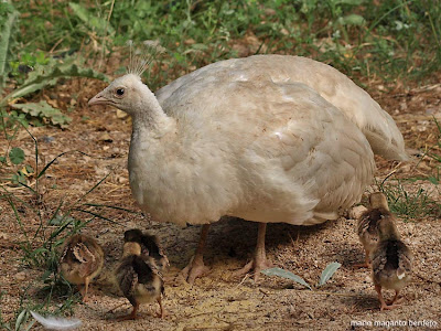 Pavo cristatus (Pavo real)
