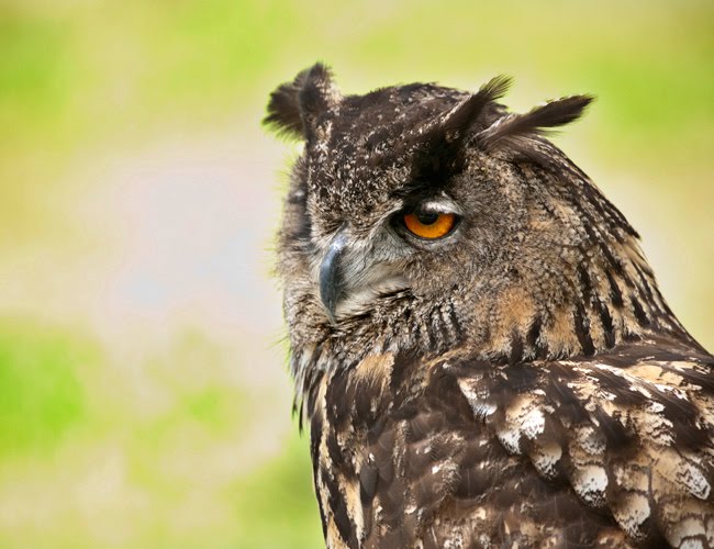 PERDIDO EN EL AMAZONAS: Bubo bubo (Buho real)