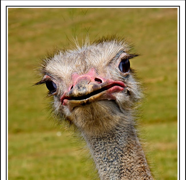 Struthio camelus (Avestruz)