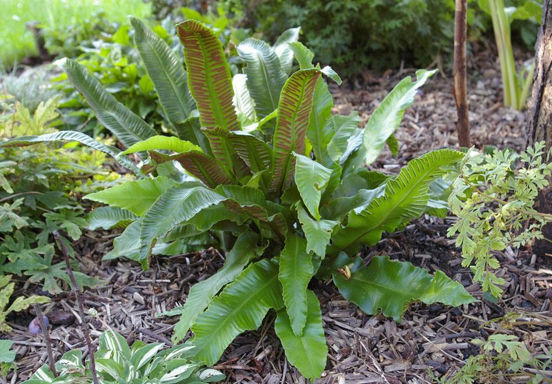 Kolory ogrodu.: Phyllitis scolopendrium.