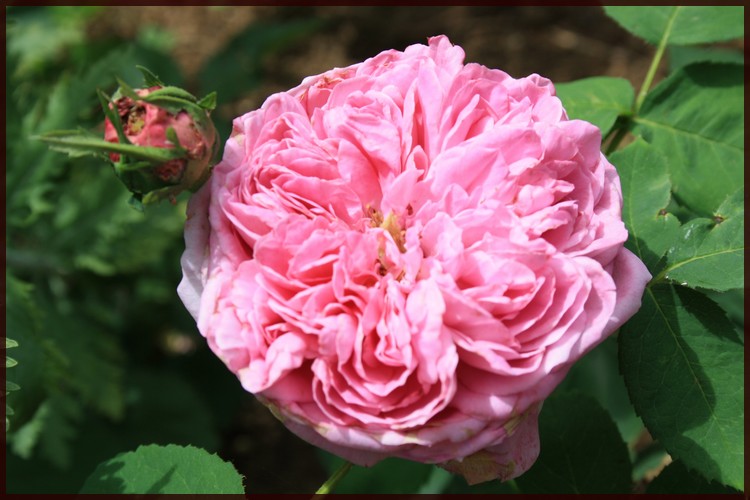 Ledoubsjardindanabel