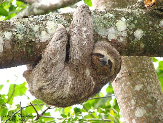 Sloths: What is a Sloth?