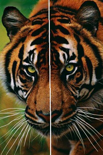 8° ANO - IFL: Simetria na natureza