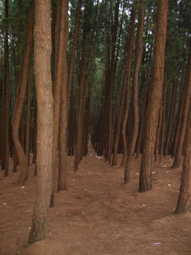 Exploring South India - Travel blog.....: Trip to Vagamon And Pattumala ...