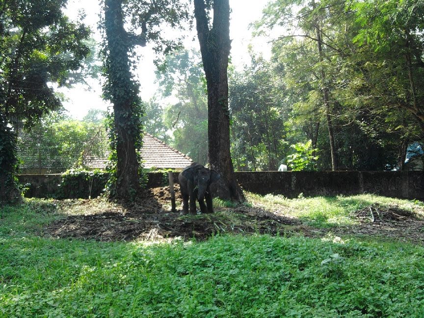 Exploring South India - Travel blog.....: Kodanad elephant camp near ...