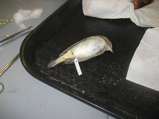 Urbanimalia: Bird Skinning at the Field Museum - Step by Step