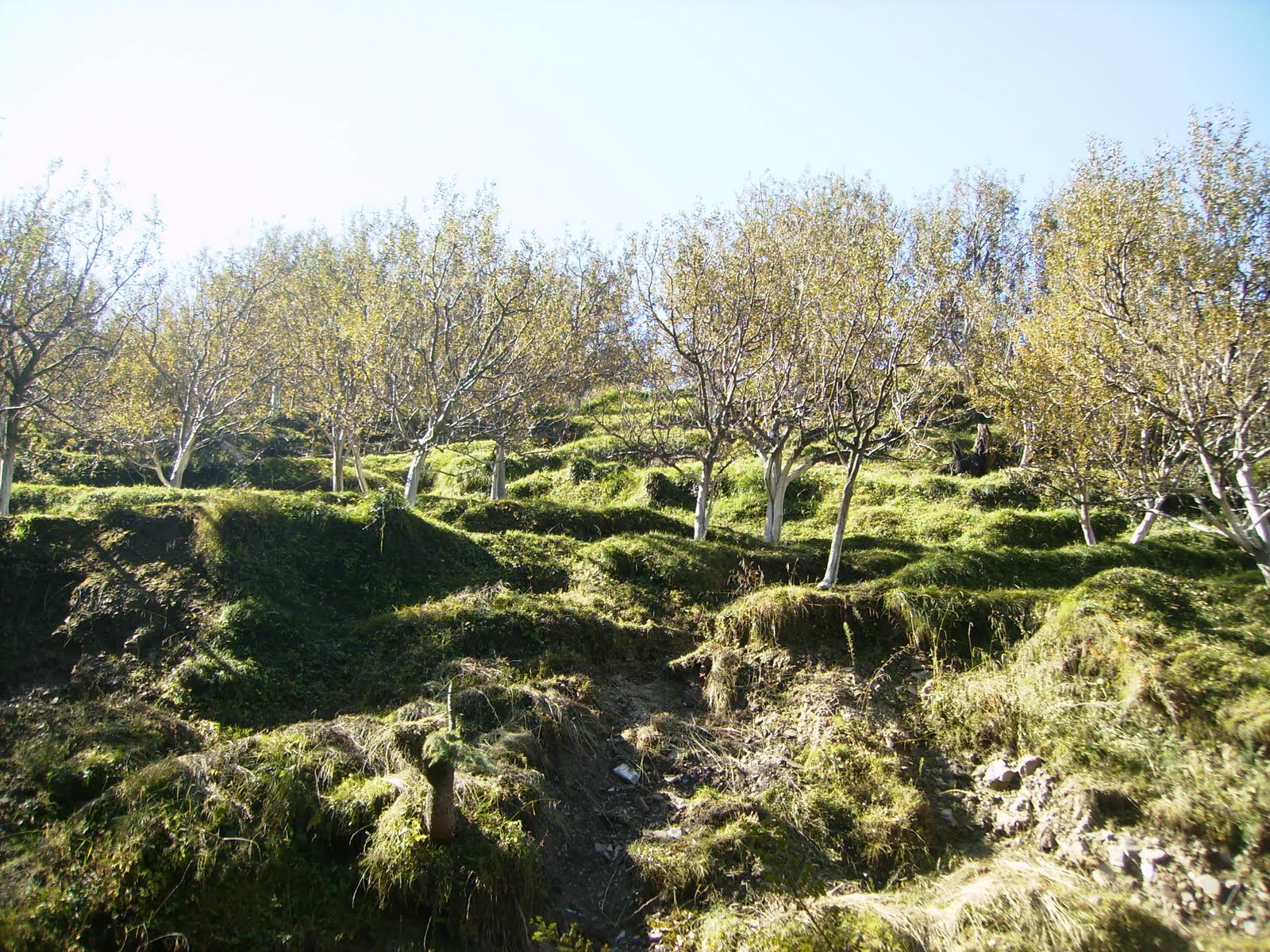 Images of Incredible India: The Lonely Tree at Kotkhai Valley