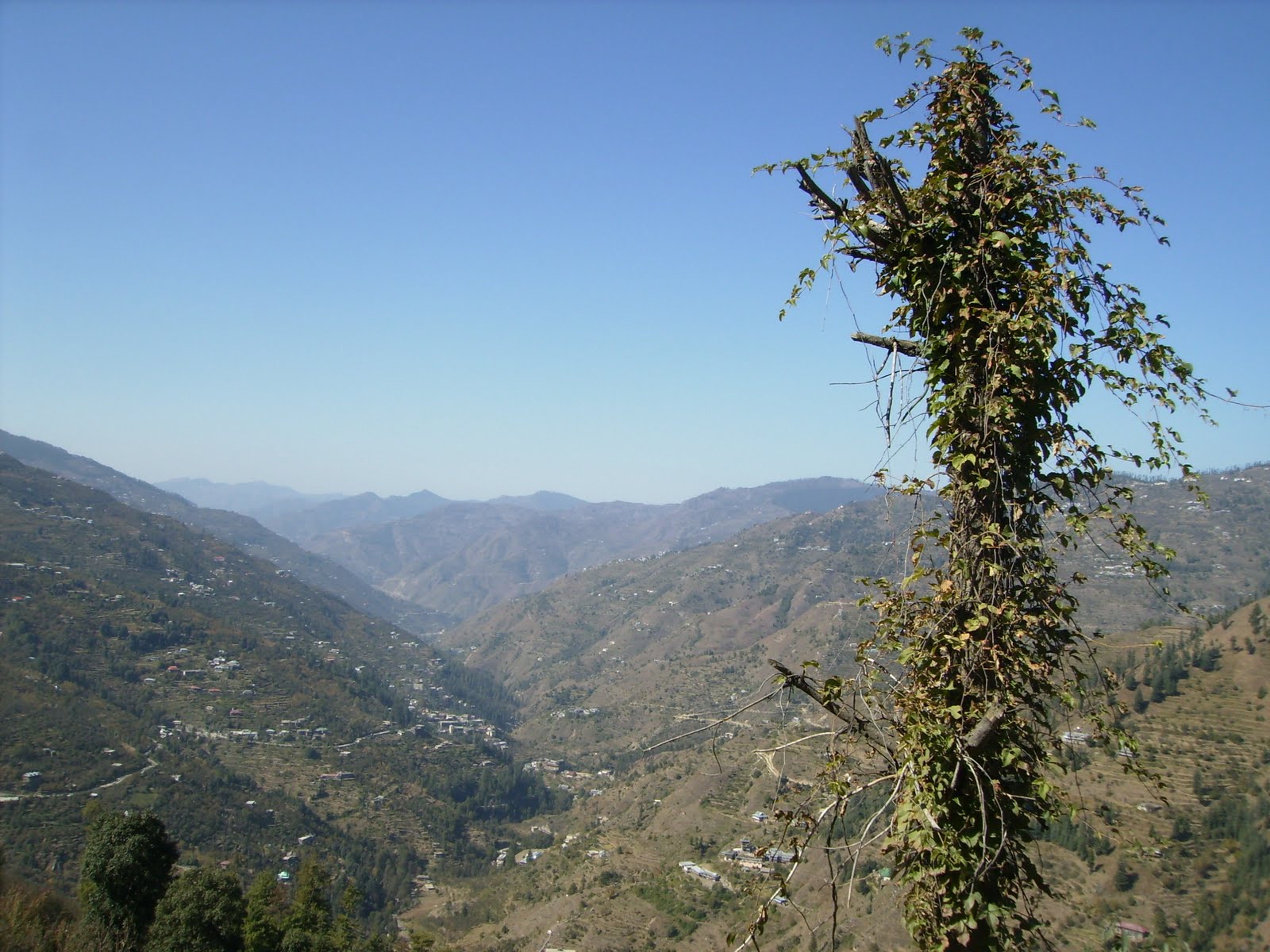 Images of Incredible India: The Lonely Tree at Kotkhai Valley