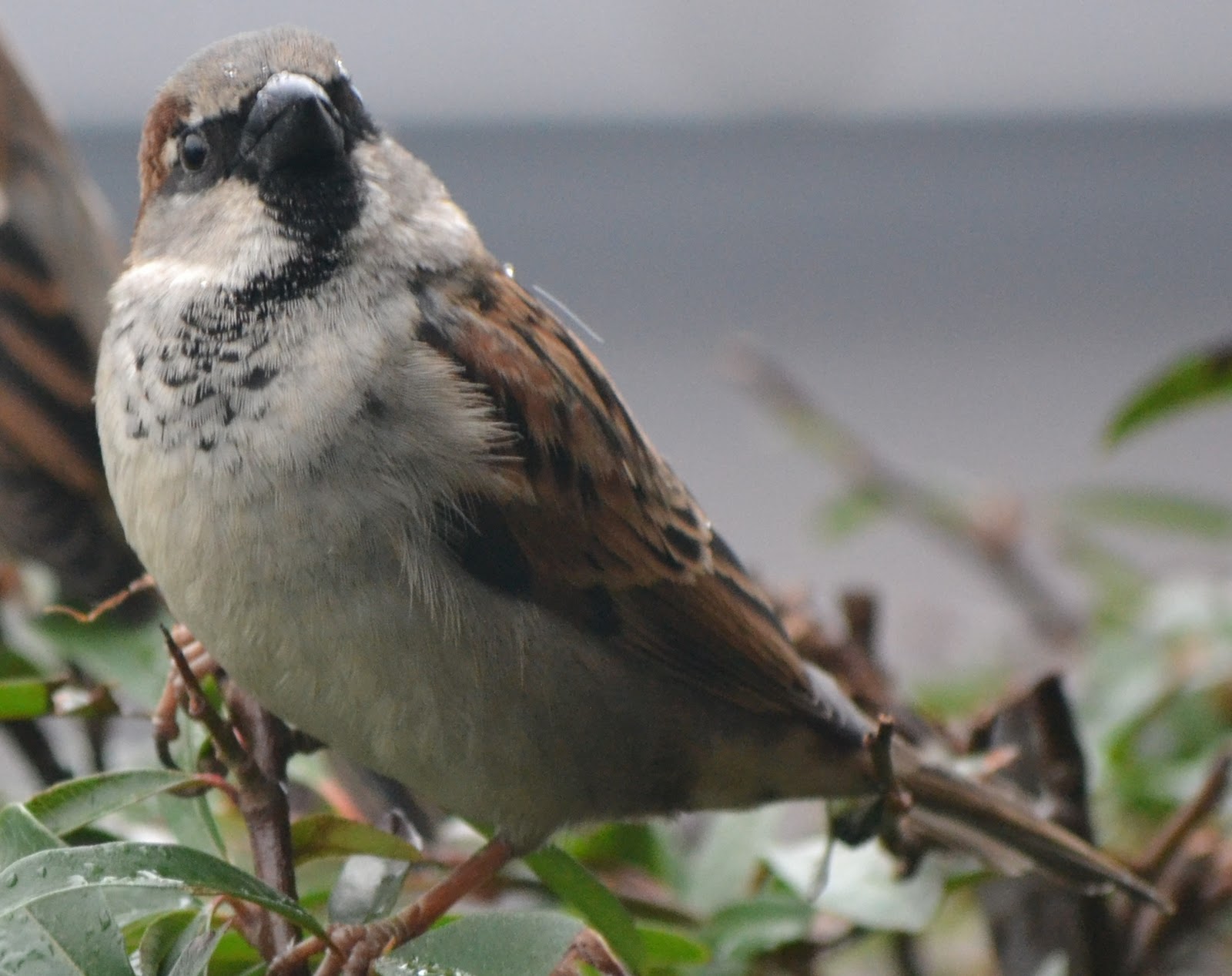 Bird of the Day: House Sparrow