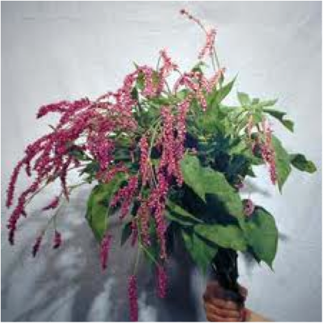 Quilt History Reports: Prince's/Princess Feather - Hats or Trees?