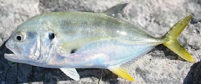 Maraujo: peixe xareu