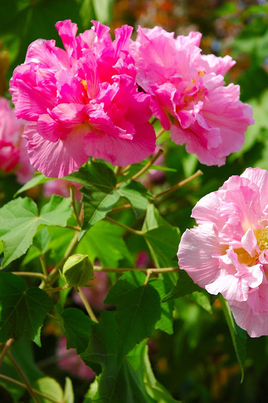 What Is A Confederate Rose Bush at Todd Briones blog