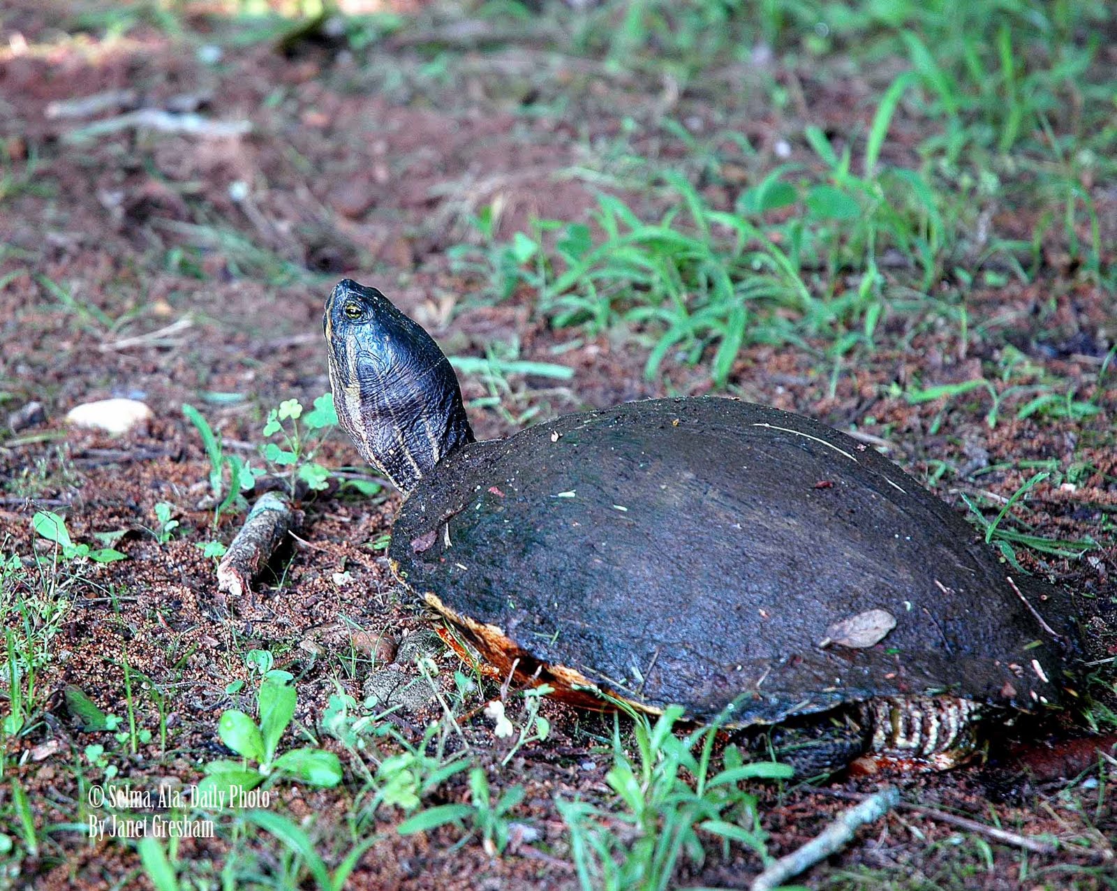 Selma, Ala. Daily Photo: June 2010