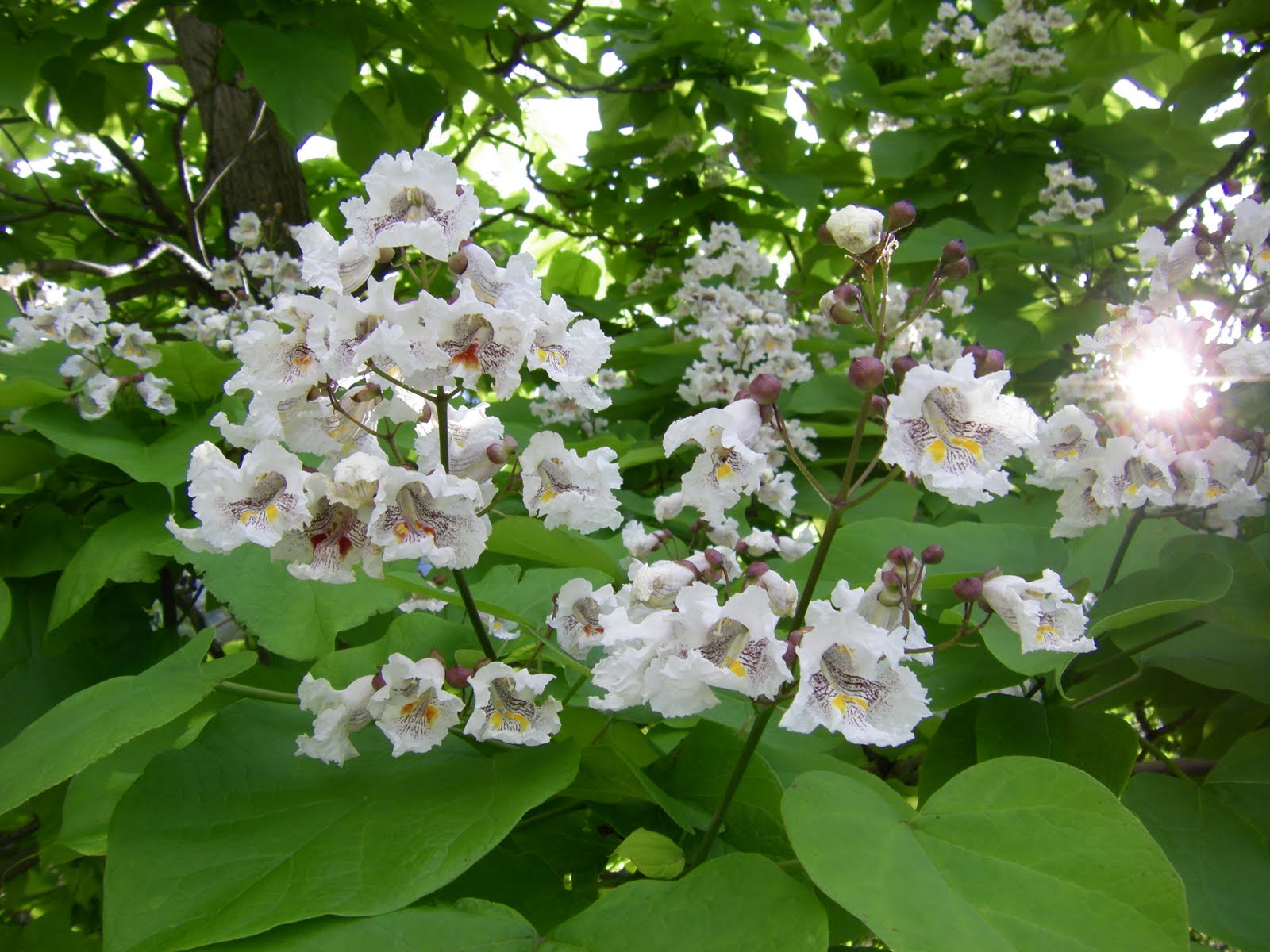 Cawston, Canada: Blossoms on our Catalpa tree.