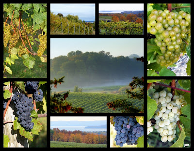 THE VILLAGE VOICE: EXPLORE 'OLD MISSION PENINSULA' ~ MINI-WINE TOUR