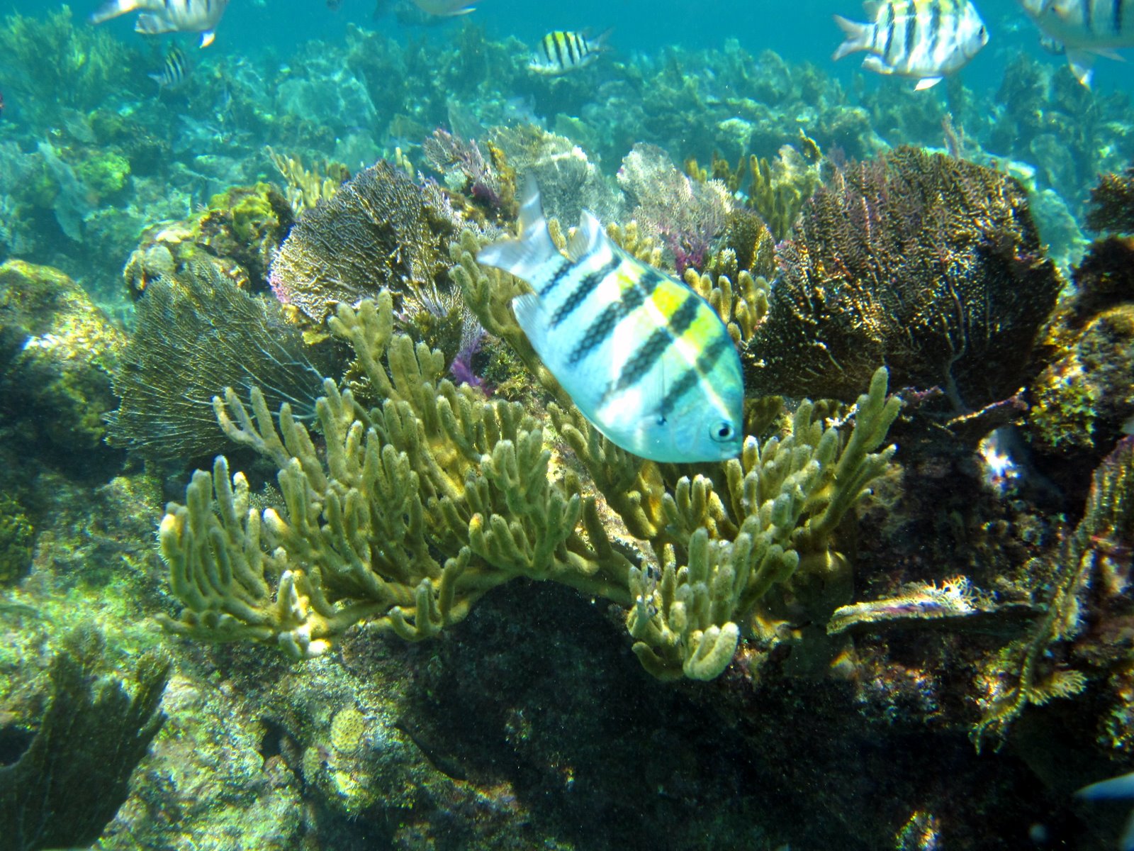 Mexican Caribbean: Arrecife INAH