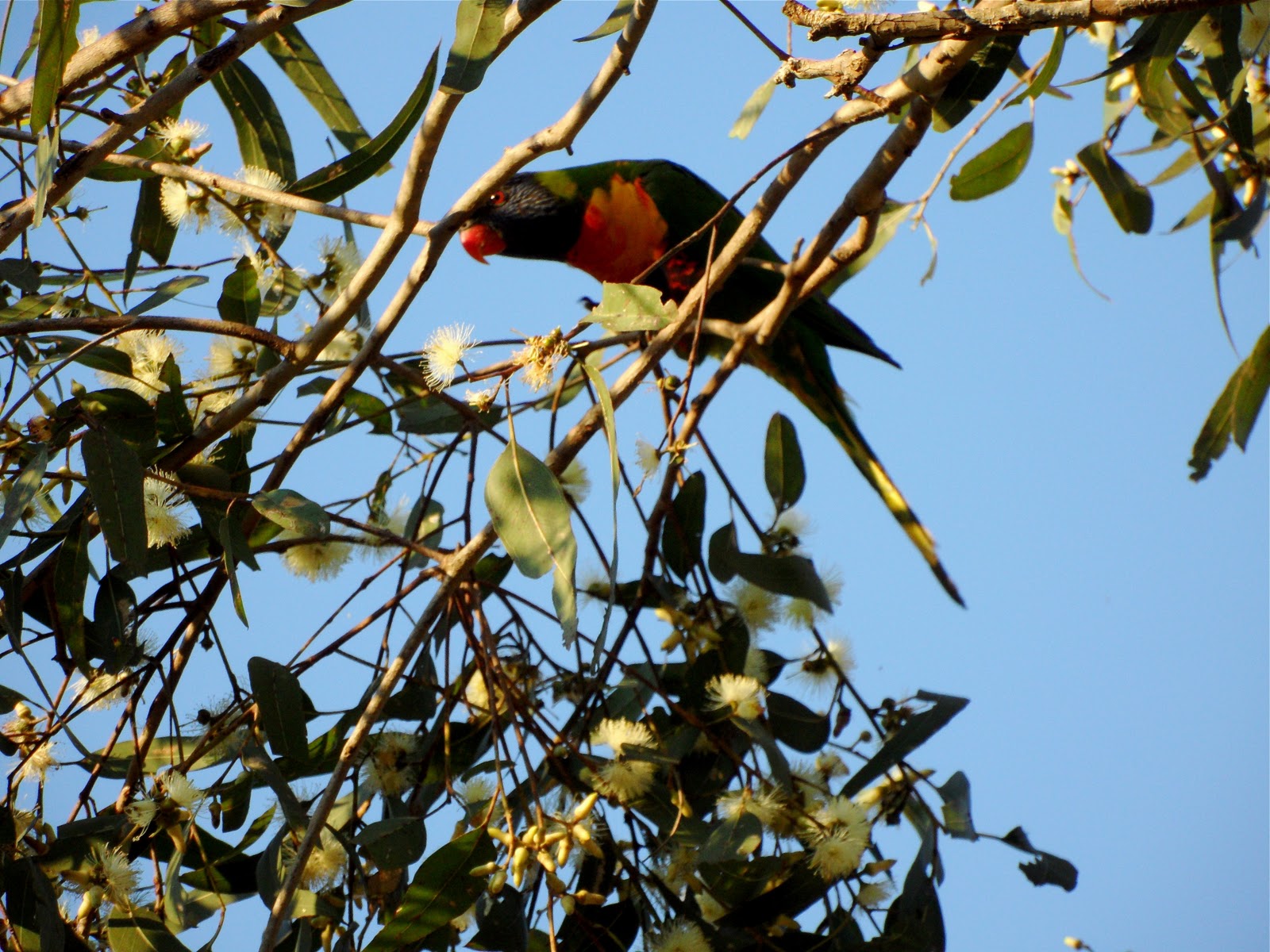 Avan Touring in Australia: Calliope Rest Area