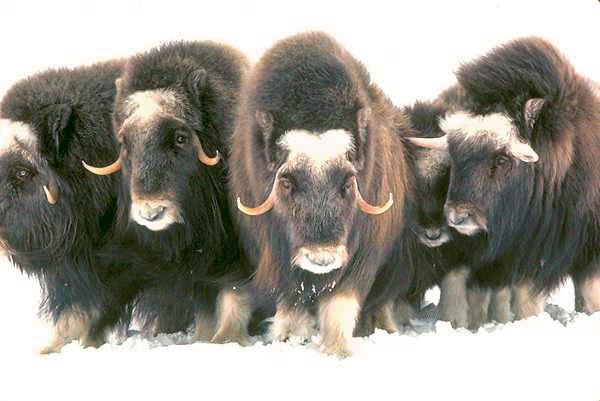 Pin by Meghan Bautista on Wooly bully | Musk ox, Arctic mammals, Animals