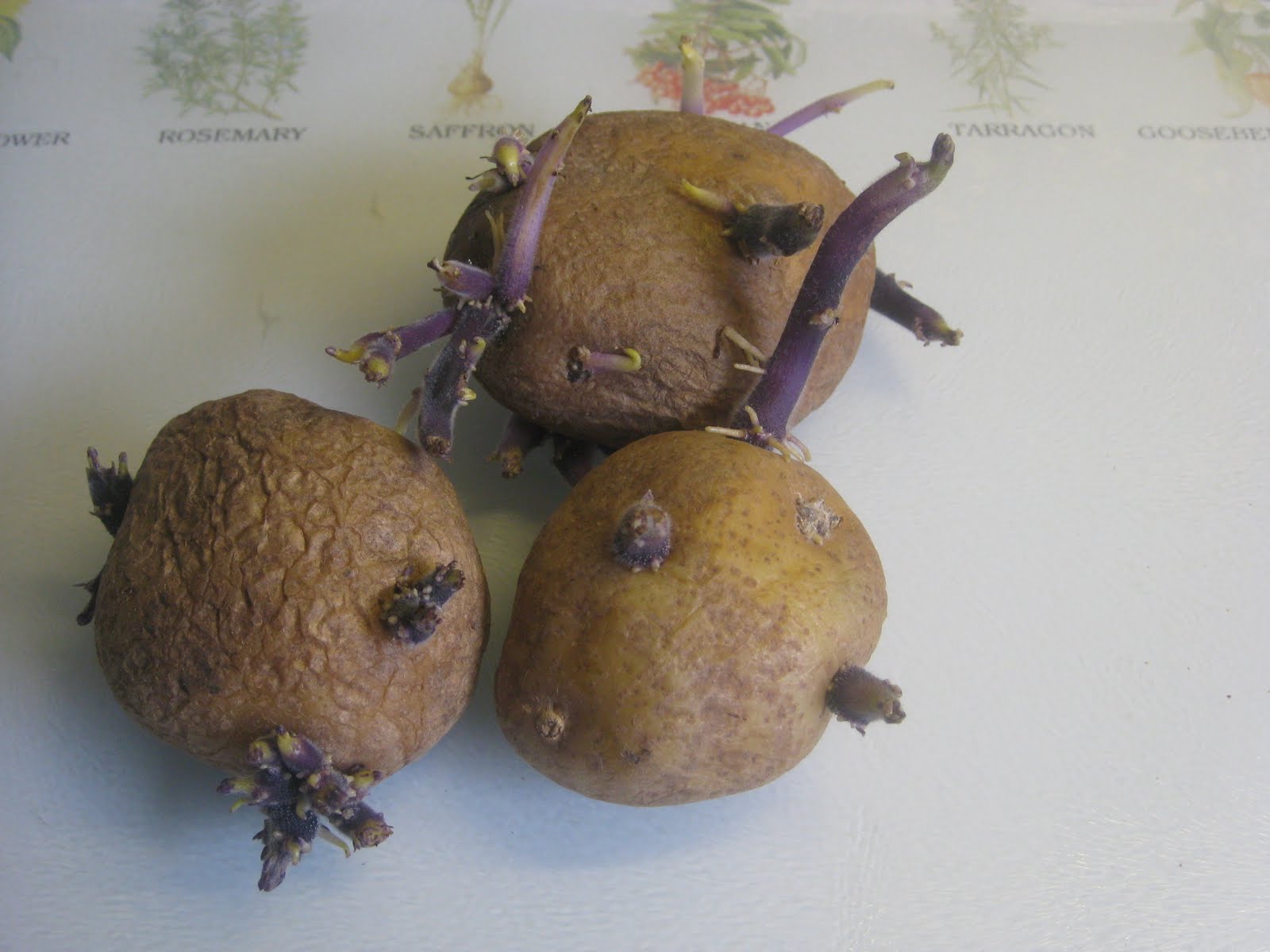 The Snapper: Potato got arms..or something...