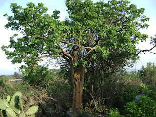 Clima, flora, fauna y tipo de suelo
