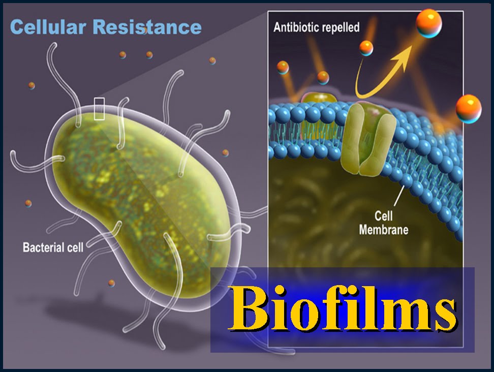 Seguridad , Higiene y Tecnologia de Alimentos.: El Biofilm en la ...